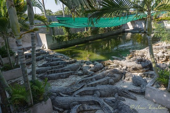 Battambang Crocodile Farm | Hello Angkor