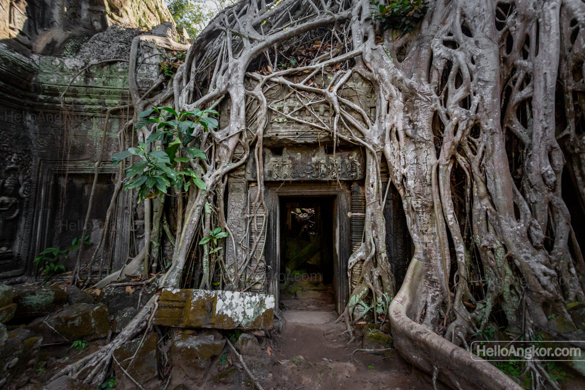 Ta Prohm Temple – Layout, History, Visiting Guide and More | Hello Angkor