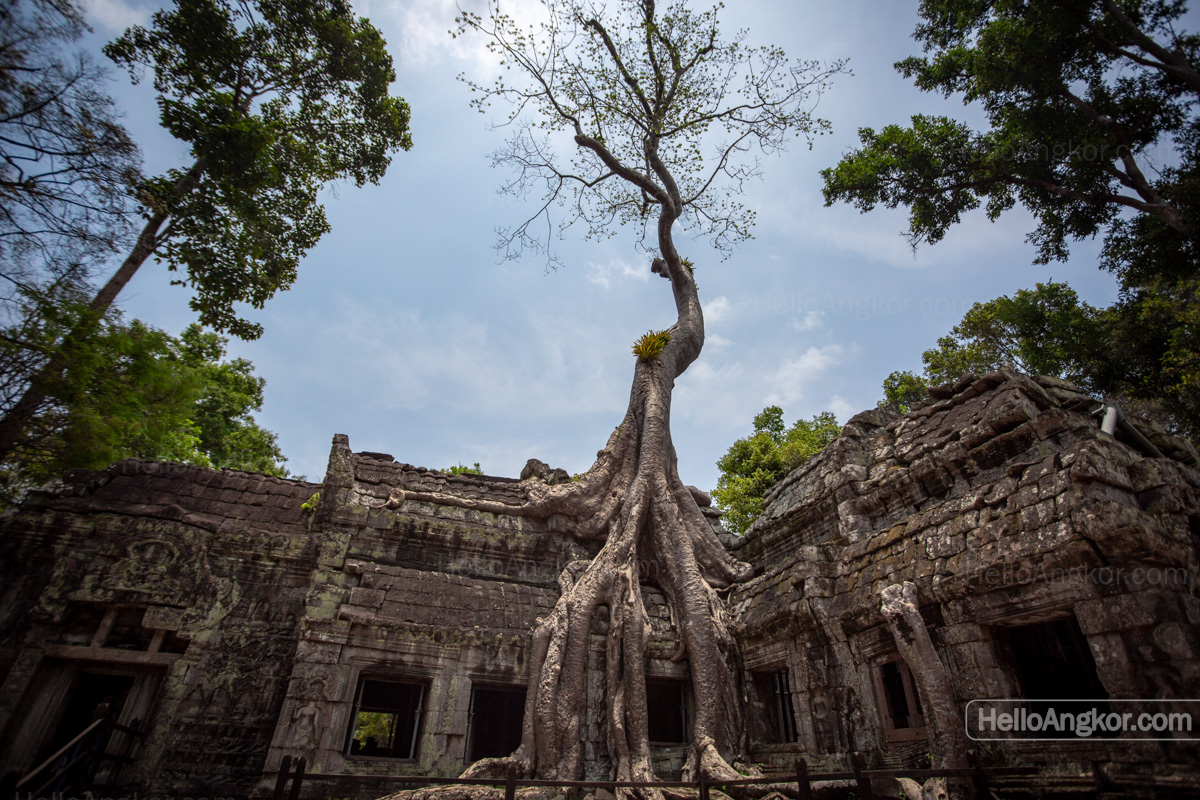 Ta Prohm Temple – Layout, History, Visiting Guide and More | Hello Angkor