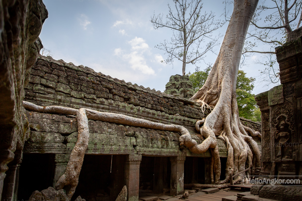 Ta Prohm Temple – Layout, History, Visiting Guide and More | Hello Angkor