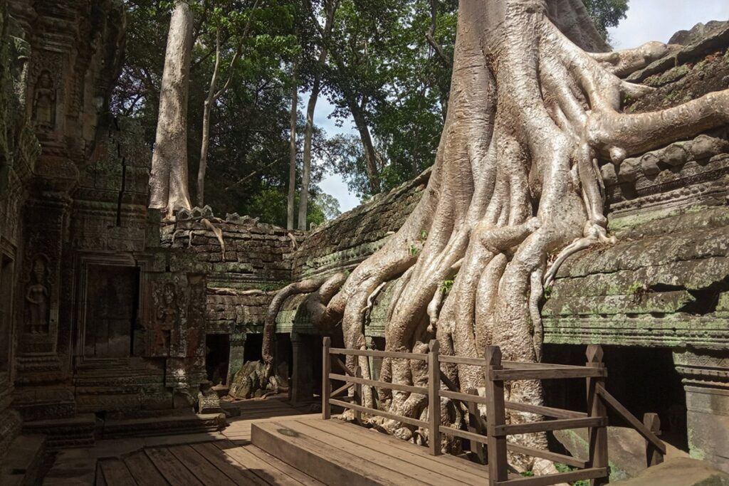 Ta Prohm Temple – Layout, History, Visiting Guide and More | Hello Angkor