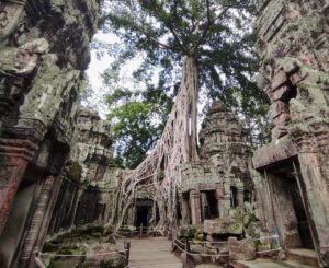 Ta Prohm Temple – Layout, History, Visiting Guide and More | Hello Angkor