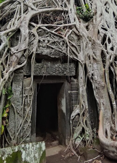 Ta Prohm Temple – Layout, History, Visiting Guide and More | Hello Angkor